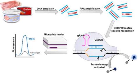 基于扩增的 Crispr Cas12a 生物传感器靶向 Cox1 基因，用于猪 Dna 的特异性检测 Acs Omega X Mol