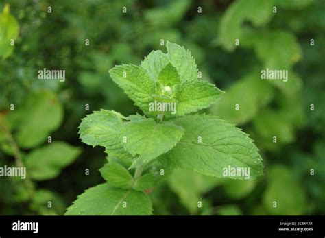 Mint With Green Leaves In The Home Garden Fresh Organic Spice And Herbs Farming Natural Edible