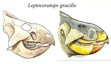 Leptoceratops Pictures And Facts The Dinosaur Database