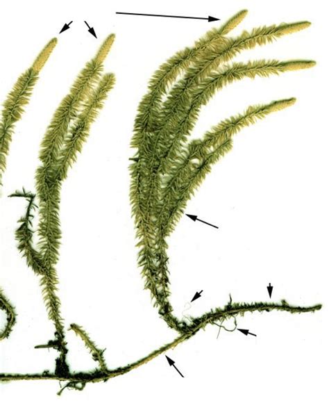 Bsc 1011c Unit 3l8 Lycopodium Labelling Diagram Quizlet