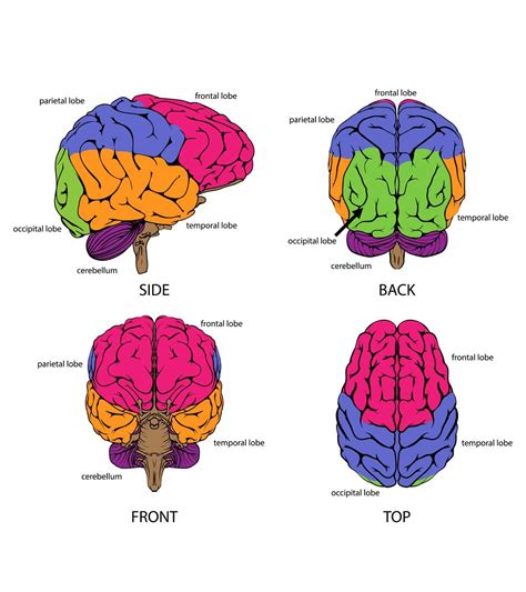 Human Brain Parts Labeled