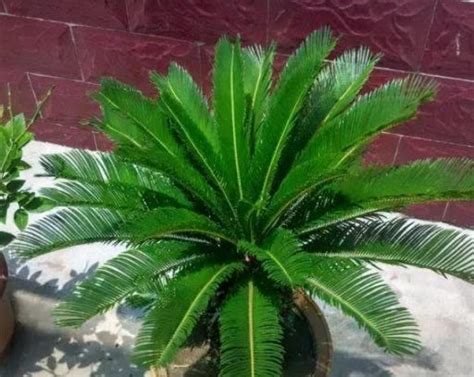 9種吉祥樹適合家裡養富貴大氣上檔次好養寓意好 imomo植物識別