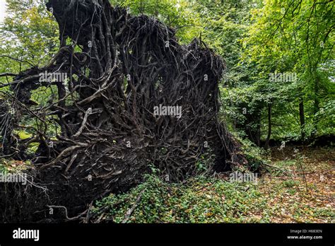 Tree Roots Damage Hi Res Stock Photography And Images Alamy