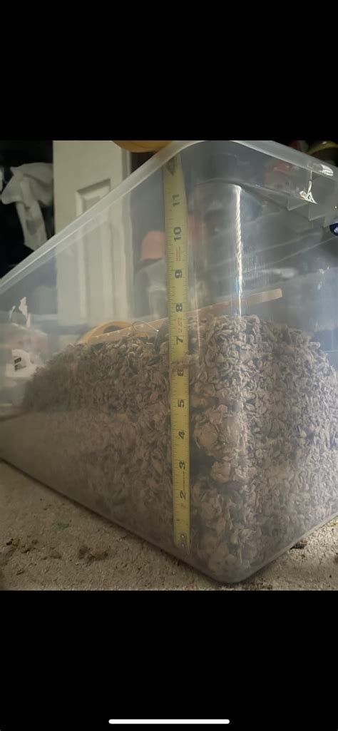 Getting My First Hamster Anything More I Need Rhamsters
