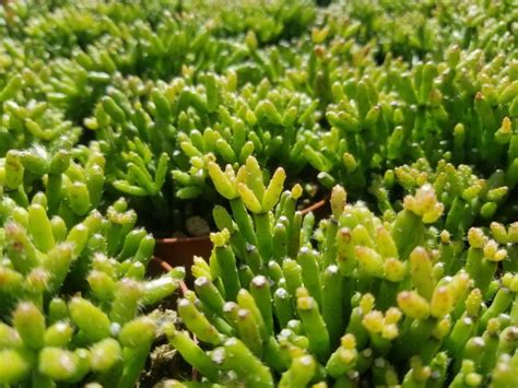 Hatiora Salicornioides Dancing Bones Cactus 4 Pot Etsy