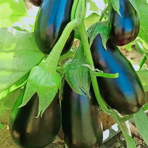 Eggplant Gvs119 Groenveld Seeds