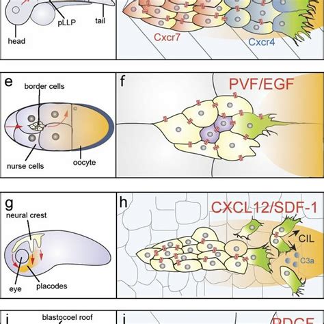 Pdf Collective Cell Migration In Development