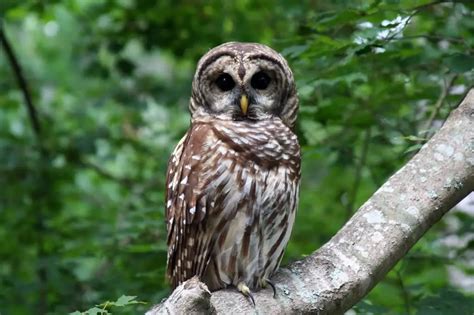 როგორ დავხატოთ ბუ ბავშვთან ერთად Ხელოვნება