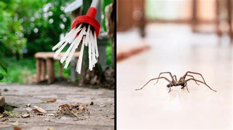 People Are Raving About Spider Catcher With 1000s Of Five Star Reviews