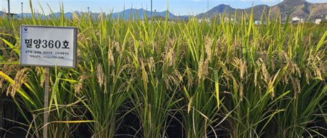 메탄 발생 줄인 ‘감탄 벼 밥맛 좋고 생산성 탁월
