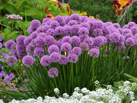 Allium Millenium Campbells Nursery