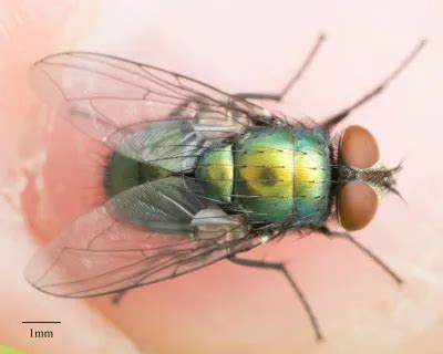 Deer Flies Identification Bites And Prevention Guide