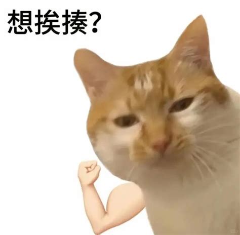 猫猫表情包 贱兮兮 相关表情包 表情包专辑 求表情网 斗图从此不求人