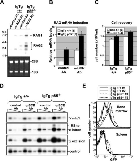 Analysis Of Rag Expression And L Chain Gene Recombinations In Download Scientific Diagram