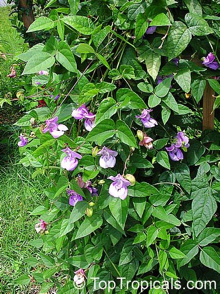 Vigna Speciosa Snail Vine Top Tropicals Plant Encyclopedia