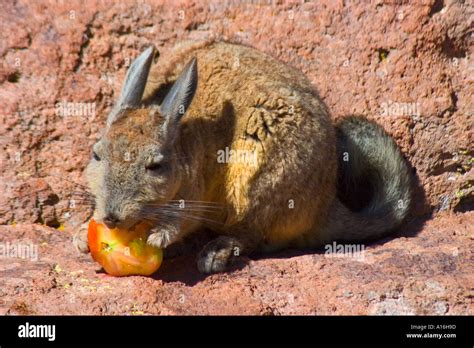 Viscacha Little Rabbit Common In The Andes Southwest Bolivia Stock