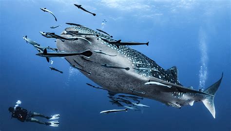 Scuba Diving In Cebu Best Diving Destinations