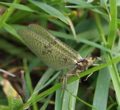 Green Drake Mayfly Naturespot