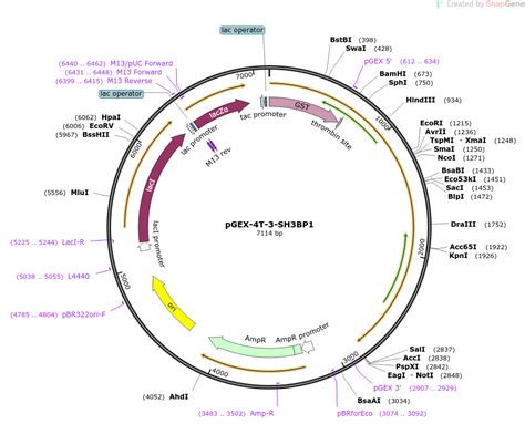 Addgene Pgex 4t 3 Sh3bp1