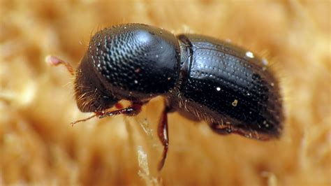 Ambrosia Beetles Nurture Their Gardens Of Fungus With Alcohol Science