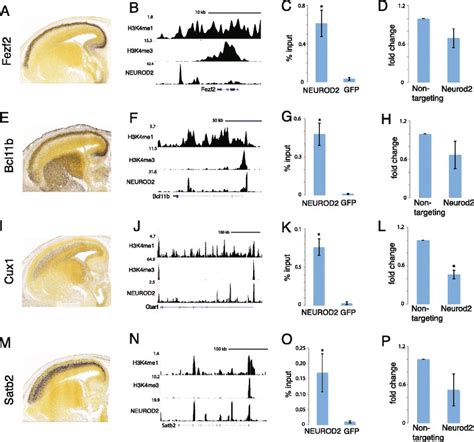 Neurod2 Target Genes Encode Transcription Factors That Control The Download Scientific Diagram