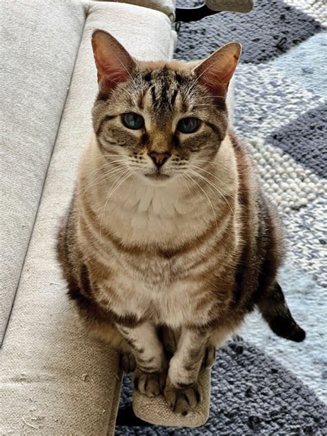 Feline Plasma Cell Neoplasia In A Cat Presenting With Severe Acute