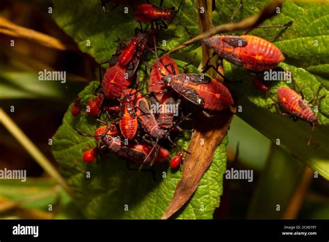 An Asexually Reproducing Colony Of Red Aphids That Involves Flightless Adult Females And The