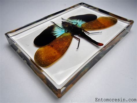 Pyrops Pyrorhyncha Embedded In Casting Resin