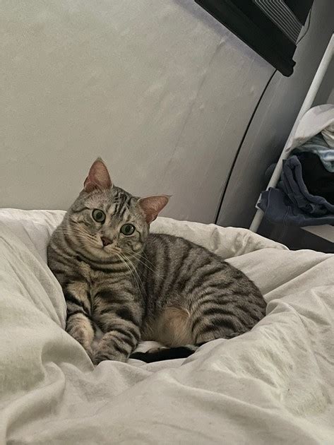 아메리칸 숏 헤어 레오 고양이 책임분양 아이조아 유기방지입양 파양 강아지보호소 고양이보호소 무료분양센터