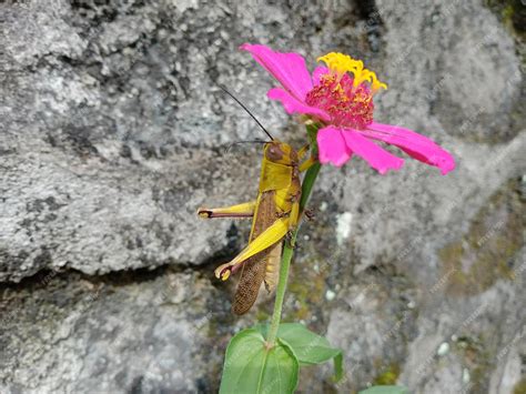 Premium Photo Grasshopper On A Flower