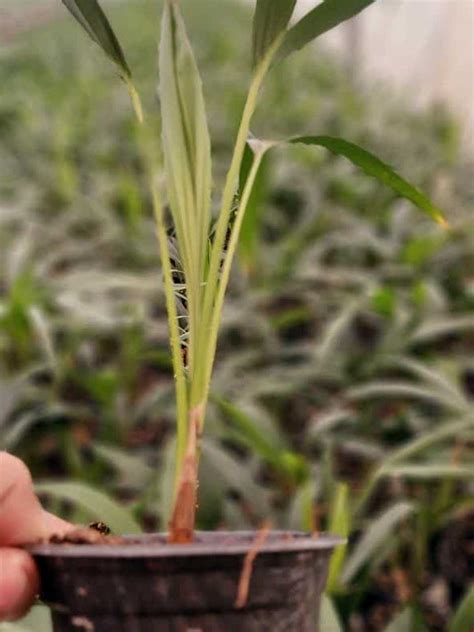 نشا کنتیا فروشگاه گل و گیاه آی فلور