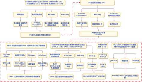 Science Advances项目文章详解丨PCHi C助力中山大学眼科中心欧阳宏团队解析胚胎表面上皮细胞命运决定机制 知乎