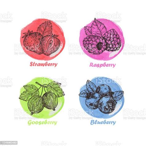 딸기 라즈베리 구스베리 블루베리가 있는 손으로 그린 일러스트레이션 빈티지 수채화 배경 라즈베리에 대한 스톡 벡터 아트 및 기타 이미지 Istock