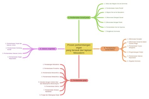 Proses Perkembangan Organ Yang Berasal Dari Lapisan Mesoderm Coggle