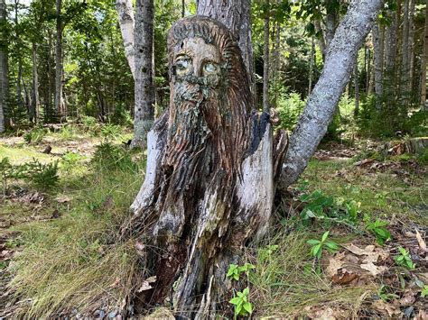 Ricks New Favourite Tree On Newly Acquired Oak Island Lot 5 R Oakisland