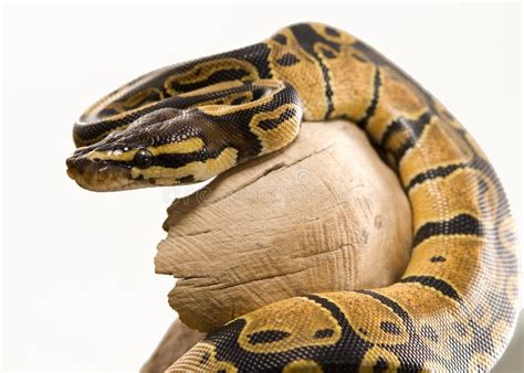 Ball Python Python Regius Stock Image Image Of Genetic Danger 6257167