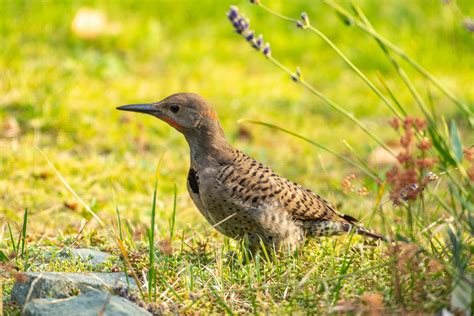 Northern Flicker Juvenile Northern Flicker Wikipedia