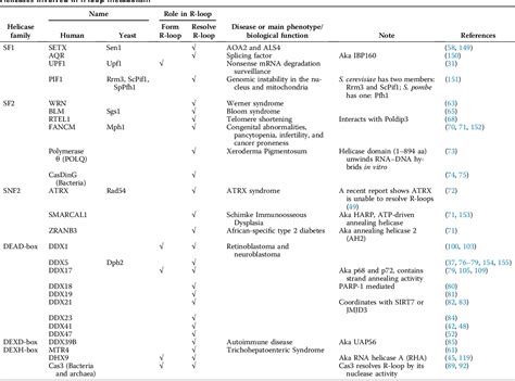 Table 1 From Helicases In R Loop Formation And Resolution Semantic