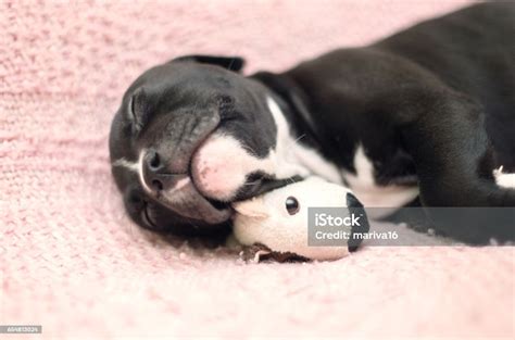 젊은 강아지 개 그의 장난감 핑크 담요에 누워 자 고 스 태 포드 셔 테리어 개월 된 귀여운 강아지 타일 맞추기에 대한 스톡 사진 및 기타 이미지 Istock