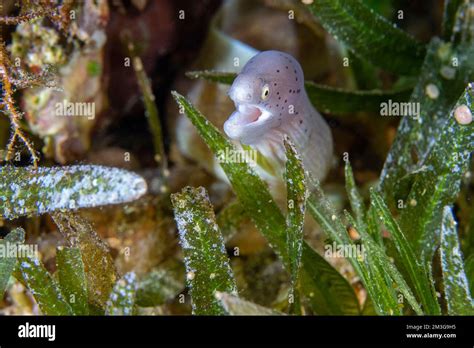Grey Eel Gymnothorax Nubilus In Seagrass Red Sea Dahab Janub Sina Sinai Egypt Stock
