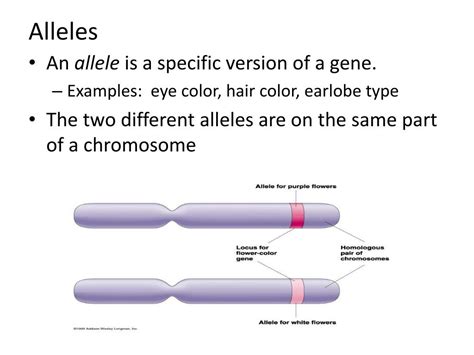Ppt Chapter 10 Patterns Of Inheritance Powerpoint Presentation Free