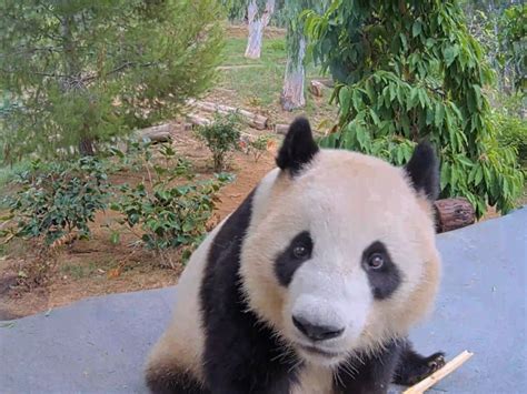 San Diego Zoo Launches Live Giant Panda Camera San Diego Ca Patch