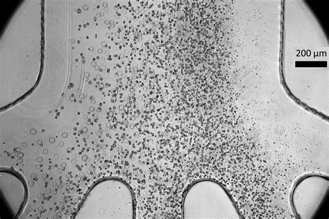 Sunalei Scientists Develop A Low Cost Device To Make Cell Therapy Safer