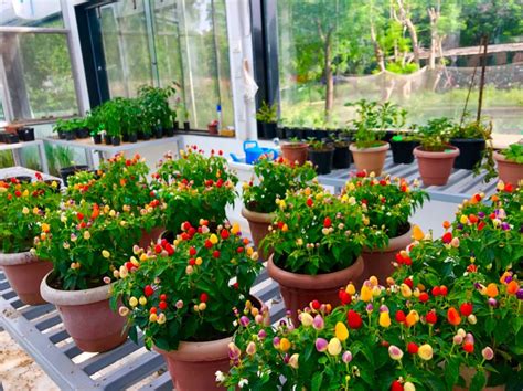 Javed Husain On Linkedin Research India