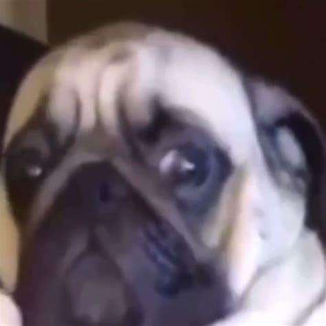 Create Meme Funny Pug Pug Dog Pug Pictures Meme