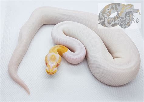 Ball Python Care Sheet Firststrike Reptile Supplies