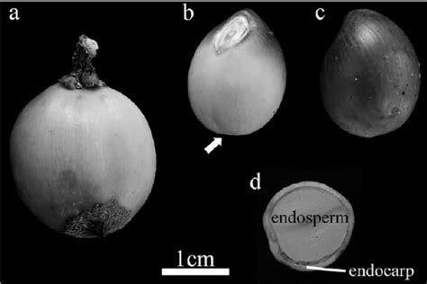 Sideroxylon Capiri Freshly Fruit A Intact Seeds With Different Download Scientific Diagram