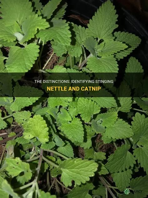 The Distinctions Identifying Stinging Nettle And Catnip Shuncy