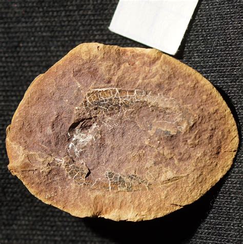 Carboniferous Roachoid Westphalian A Zaleskie Beds Poland Fossil Id