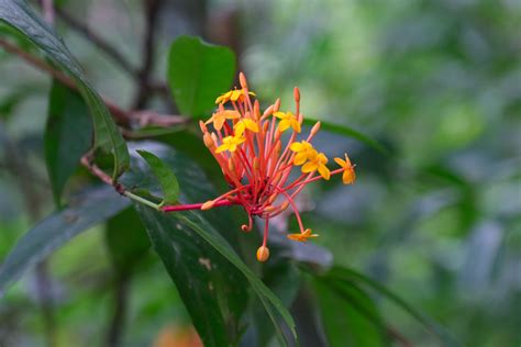 Quick Overview Of The Burpsuite Qubes Os Java Overlay Issue Dominik Birk